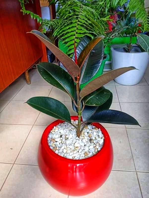 Eclipse fiber planter - Planters & Plants delivery