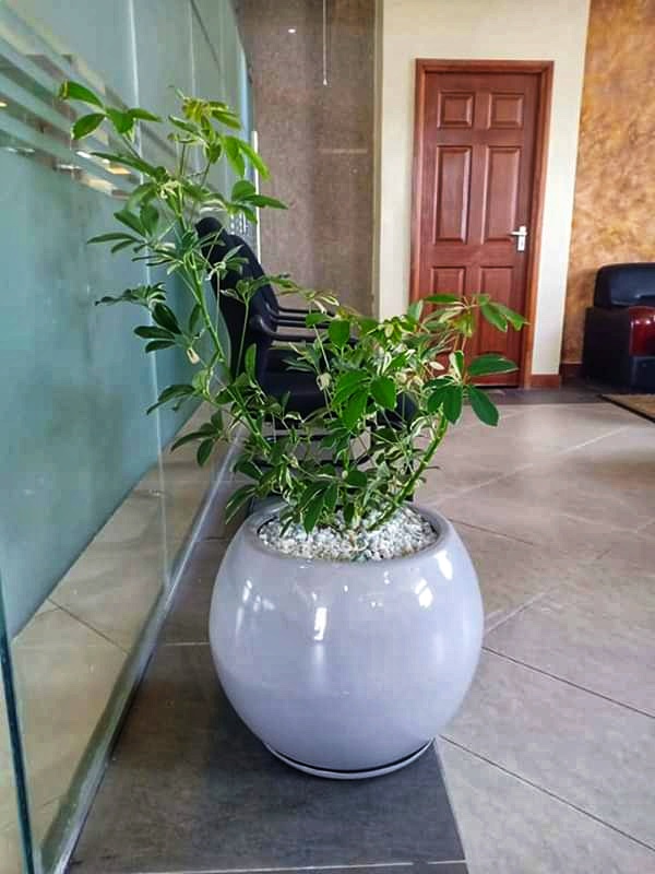 Eclipse fiber planter - Planters & Plants delivery