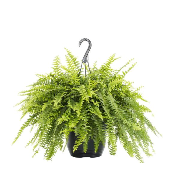 Fern Plant- Add Greenery and Serenity to Your Home 0710558855