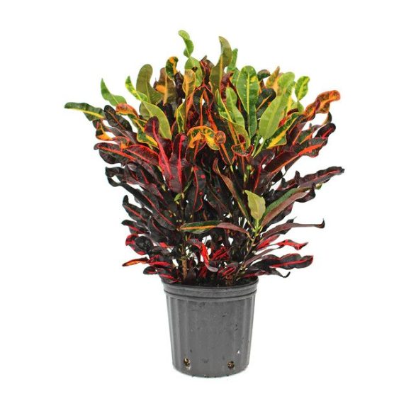 Croton: Explore Stunning Varieties of Colorful Foliage | Buy Now