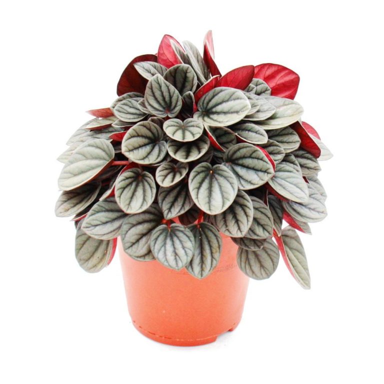 Peperomia Plant – Compact & Low-Maintenance | Buy Peperomia Online