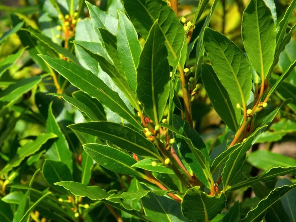 🌿 Bay Leaf Plant: Culinary Star with Spiritual Power - Planters ...