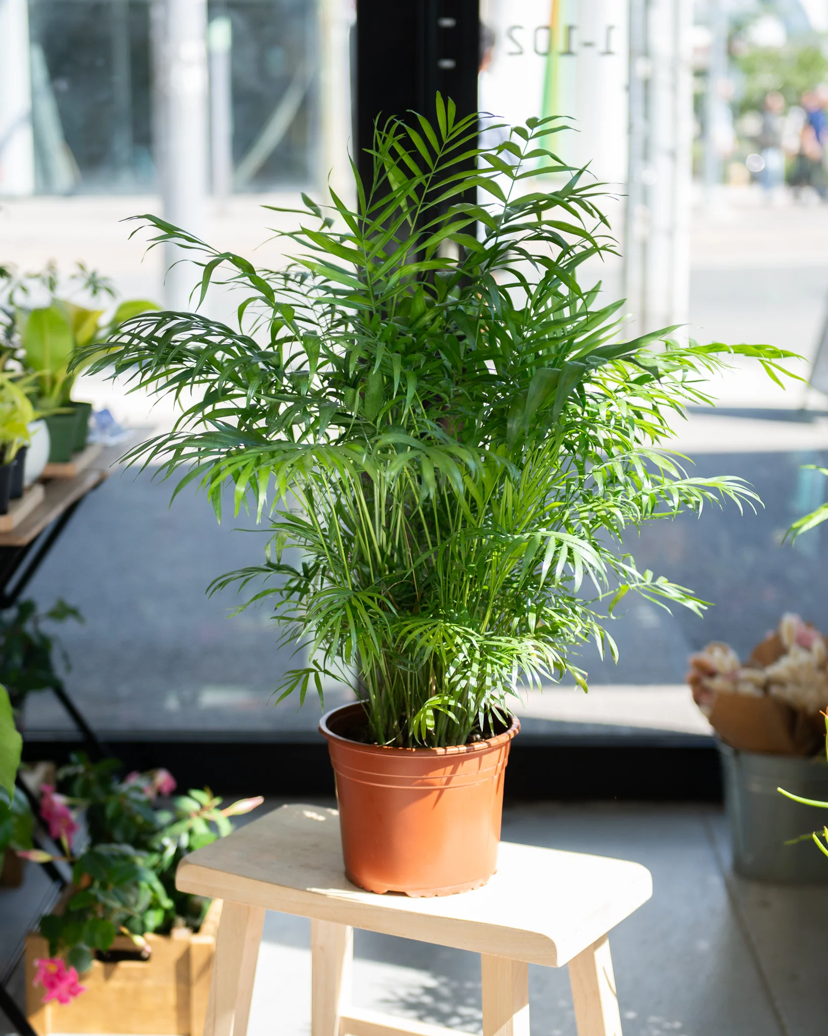 Parlor Palm :The Timeless Indoor Plant for Elegant Living - Planters ...