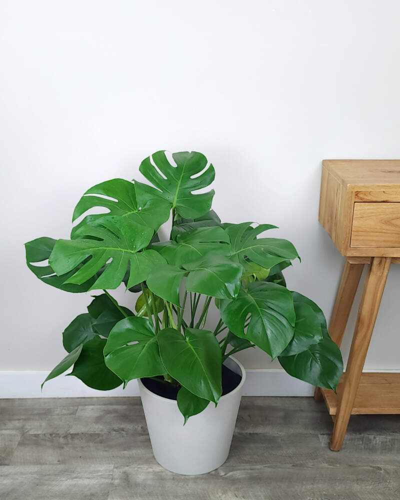 Monstera plant: Care, Benefits & Indoor Growing Guide - Planters ...