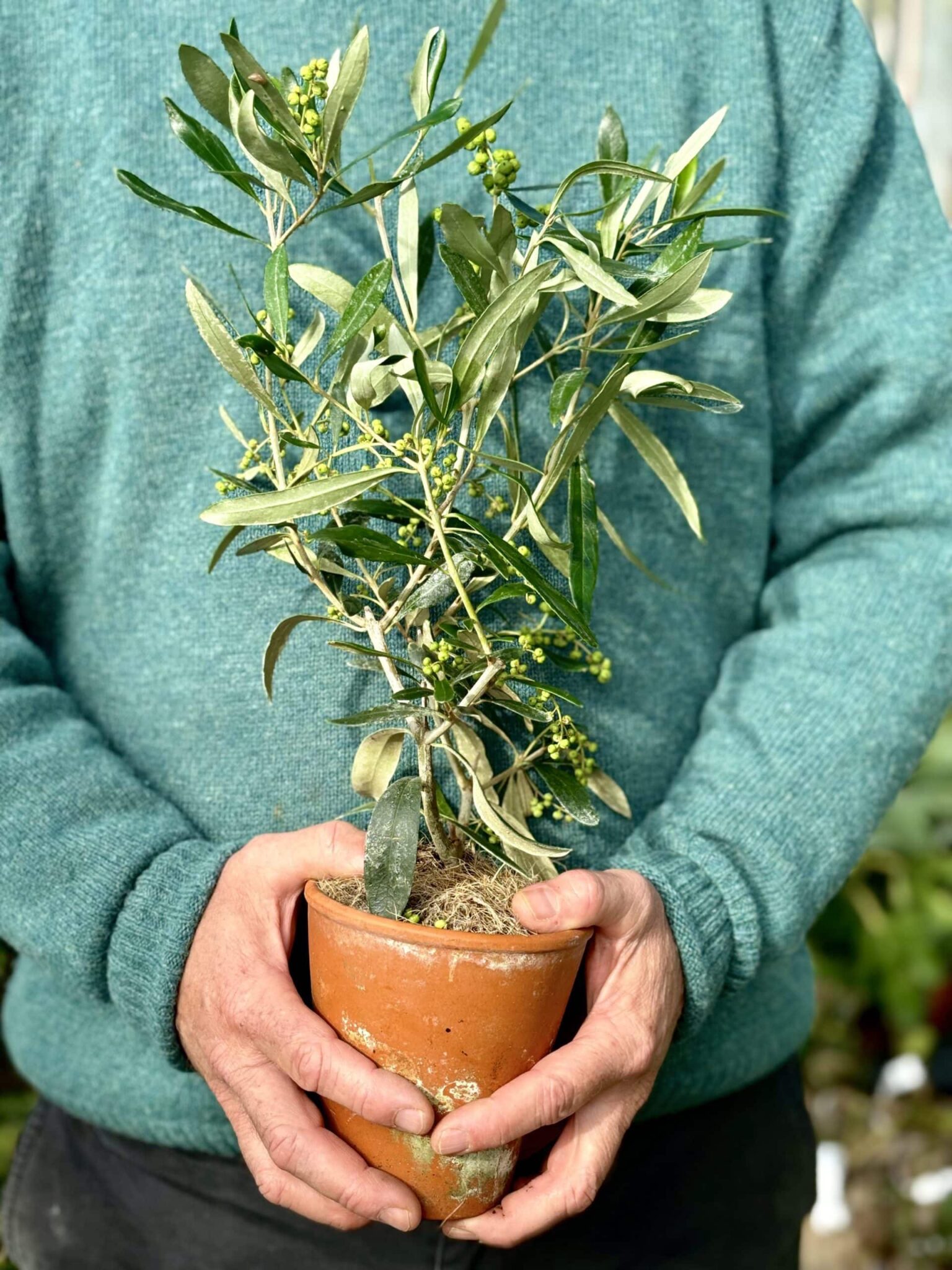 Olive Trees in Kenya: Olea europaea Varieties & Olea africana Growing ...