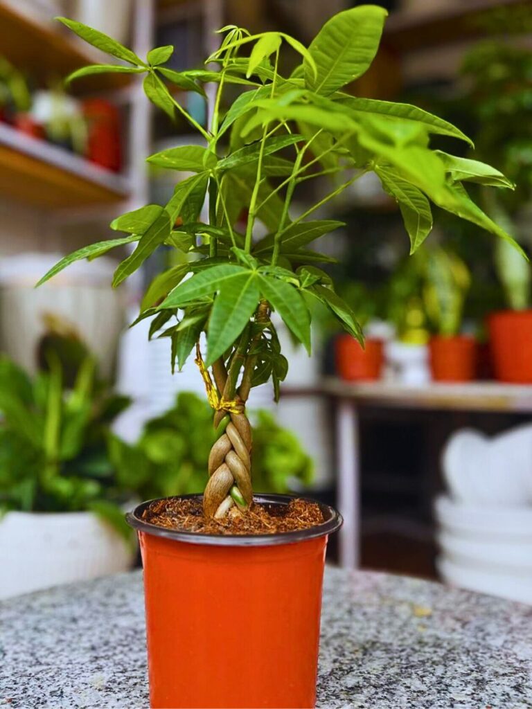 Braided Money Tree in Kenya: Care, Benefits & Indoor Growing Guide ...